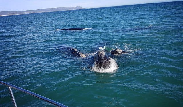 Top Petting Zoos, Farms & Wildlife Parks in Cape Town | Aquarium ...