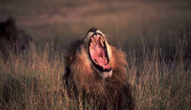 Bruce Little Gallery Launching with Touch Africa Exhibition