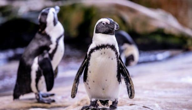 15 reasons to visit the Two Oceans Aquarium in Cape Town
