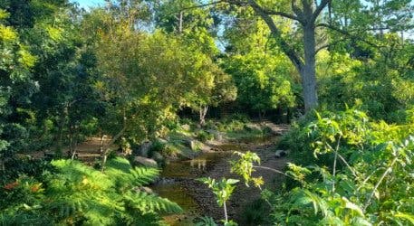 The enchanting garden in the heart of Newlands + how to get there