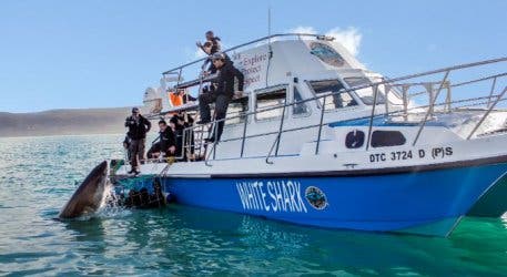 Special Rate! Tick shark cage diving off your bucket list