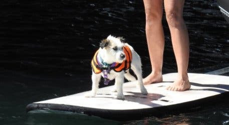 Paddle For The Paws: Bring Your Pup and SUP For A Good Cause
